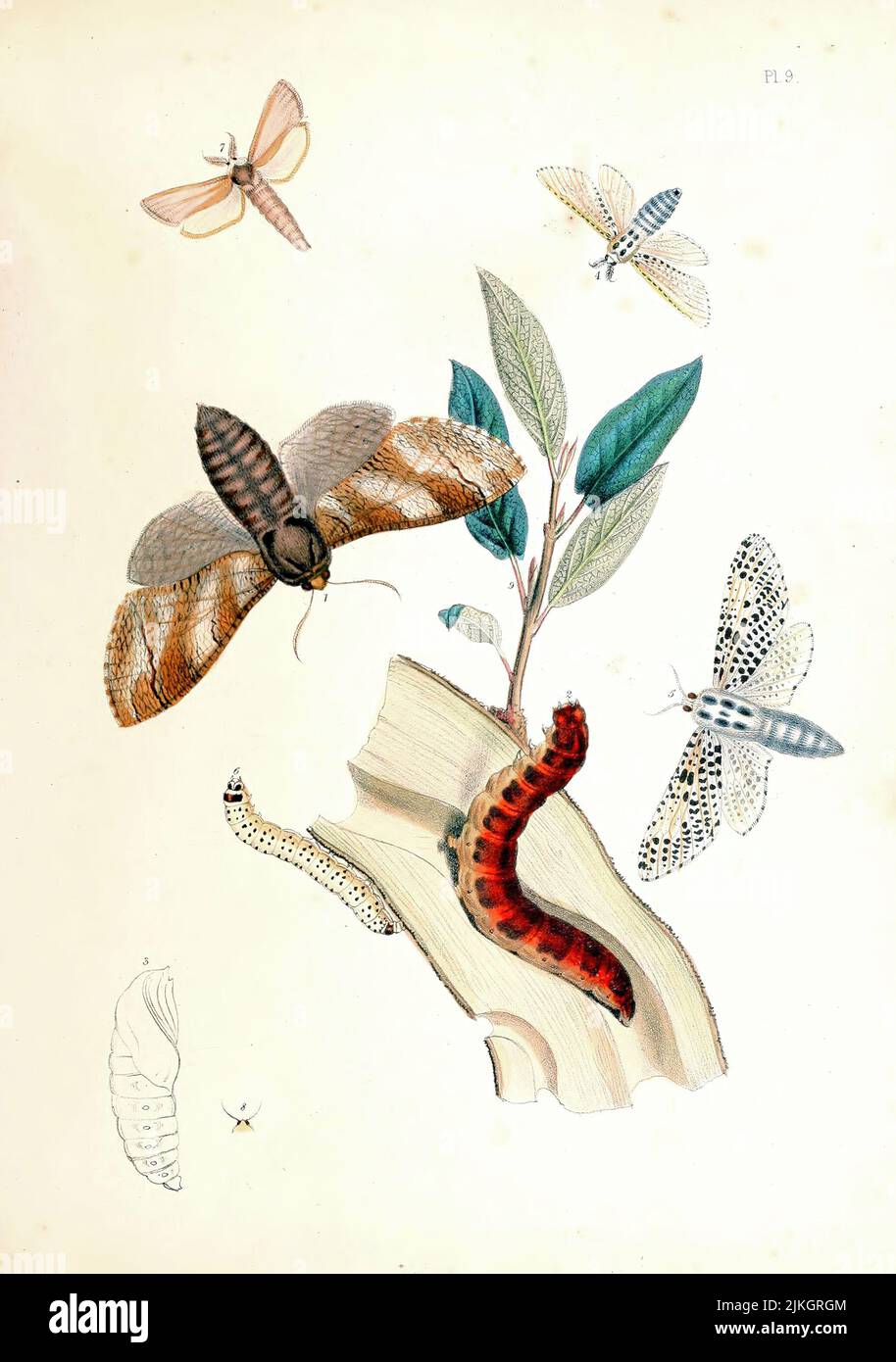 A vintage illustration of butterflies for a biology literature Stock ...