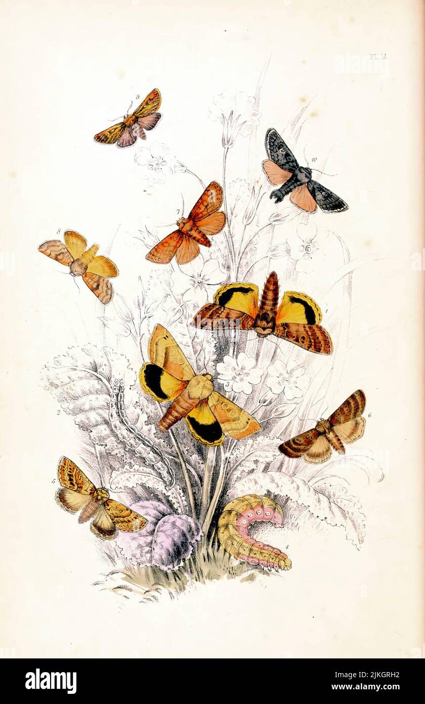 A vintage illustration of butterflies for a biology literature Stock ...