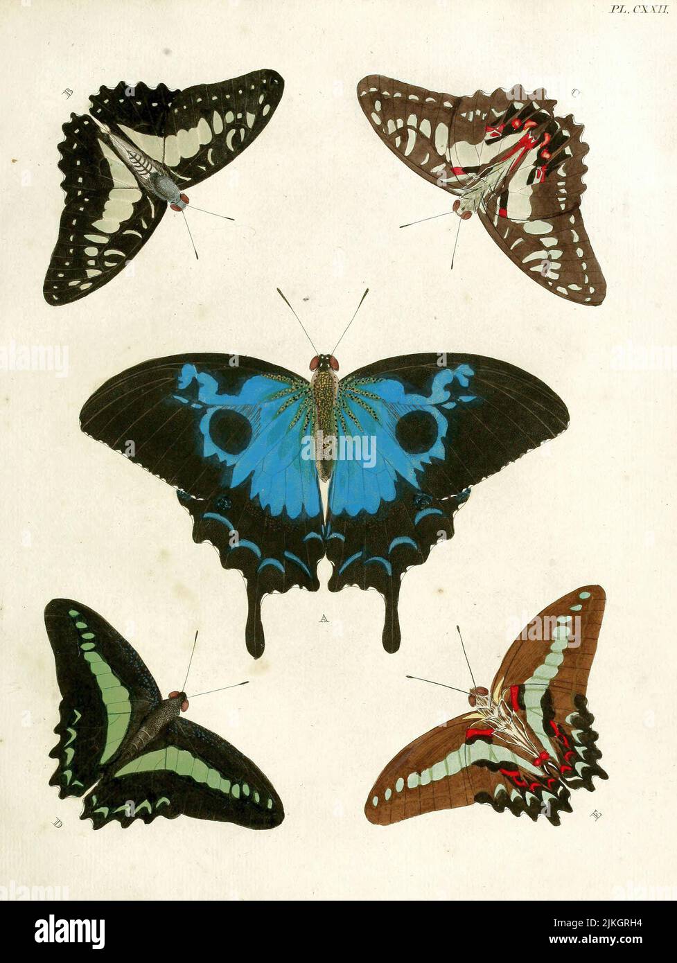 A vintage illustration of butterflies for a biology literature Stock ...