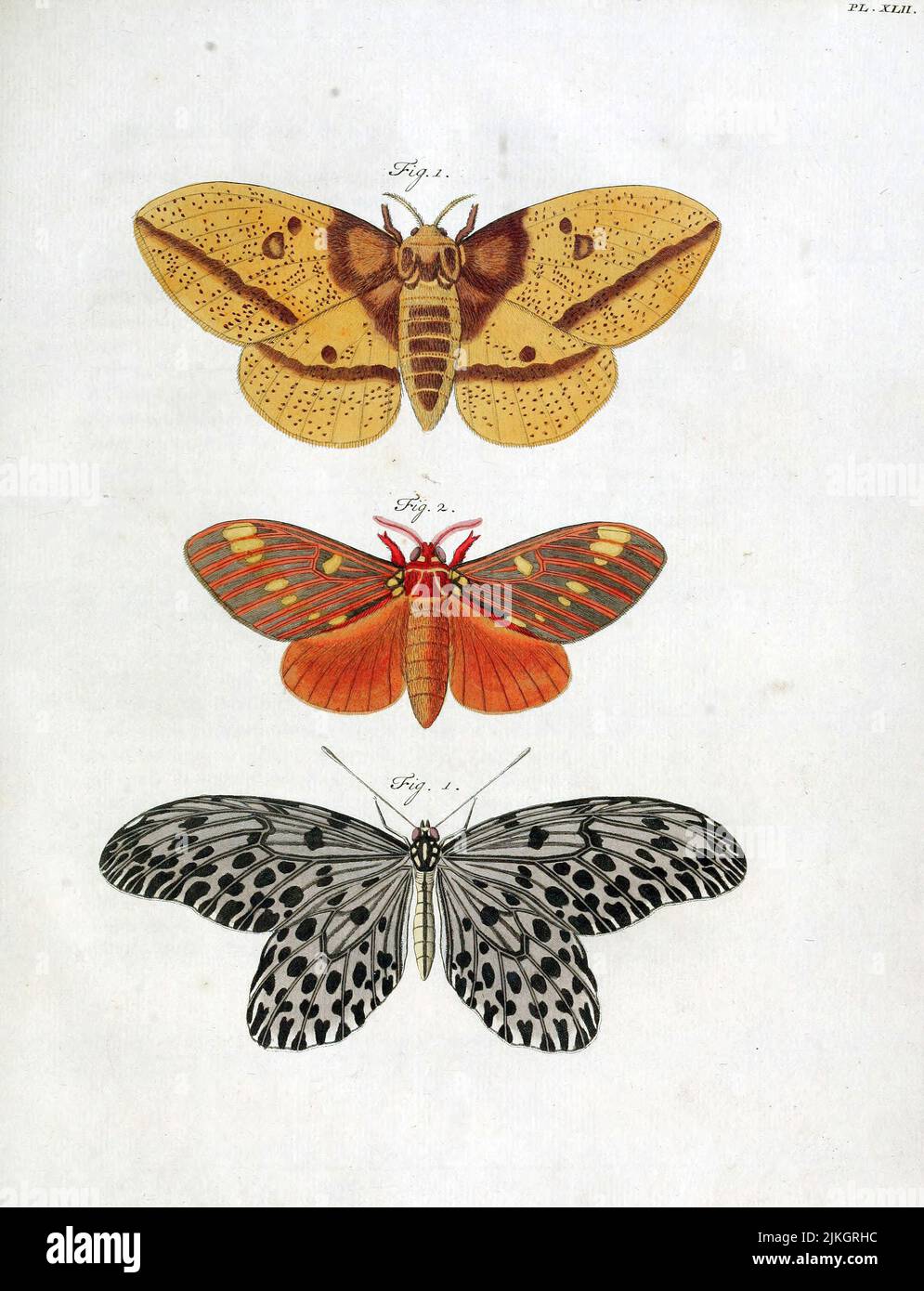 Lepidoptera illustration hi-res stock photography and images - Alamy