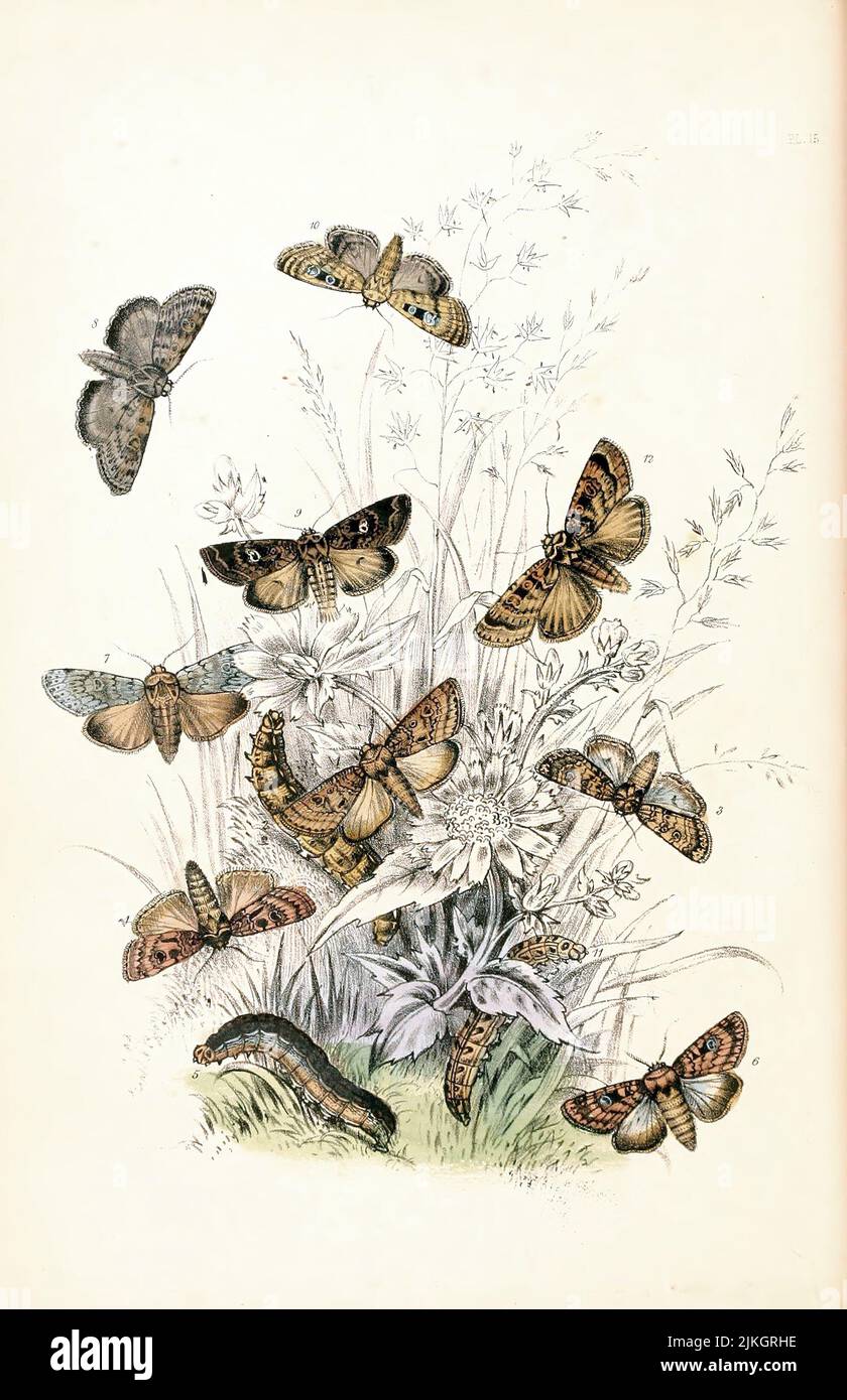 A vintage illustration of butterflies for a biology literature Stock ...