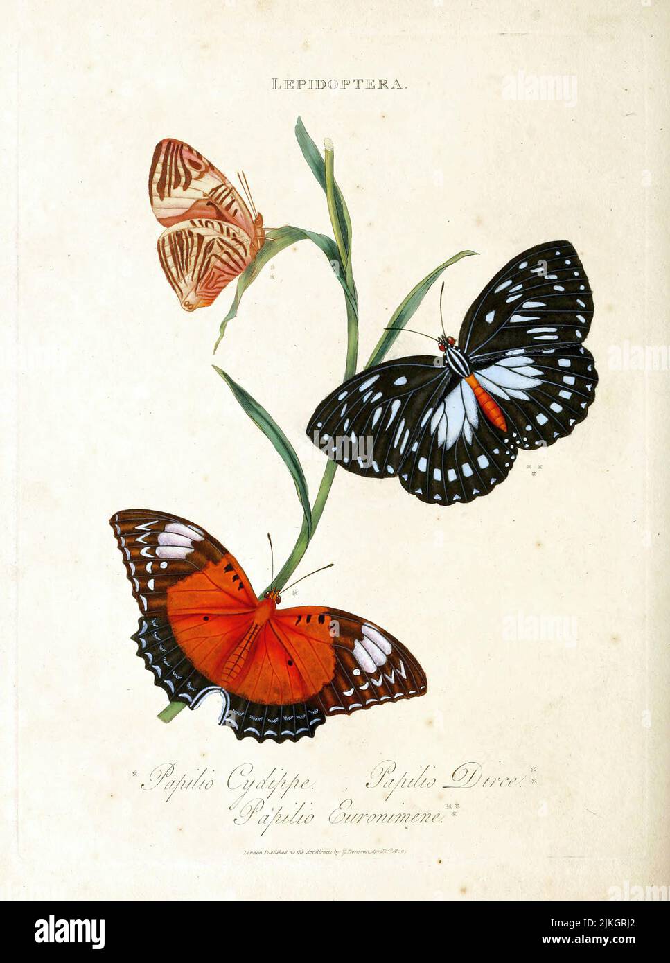 A vintage illustration of butterflies for a biology literature Stock ...
