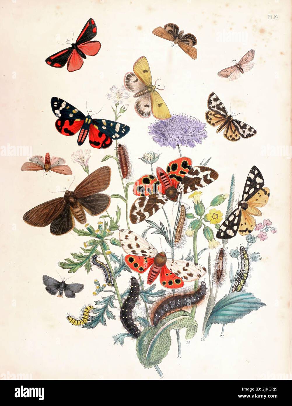A vintage illustration of butterflies for a biology literature Stock ...