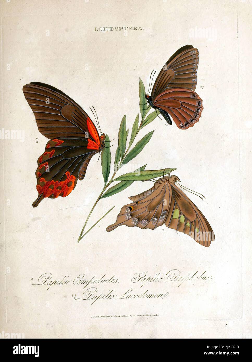 Lepidoptera illustration hi-res stock photography and images - Alamy