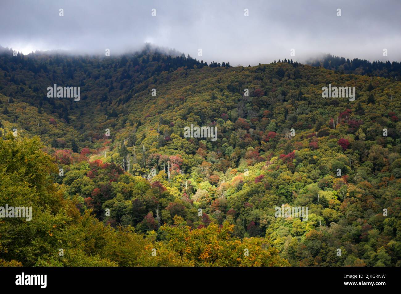 A beautiful landscape of colorful dense forests in a mountainous area ...