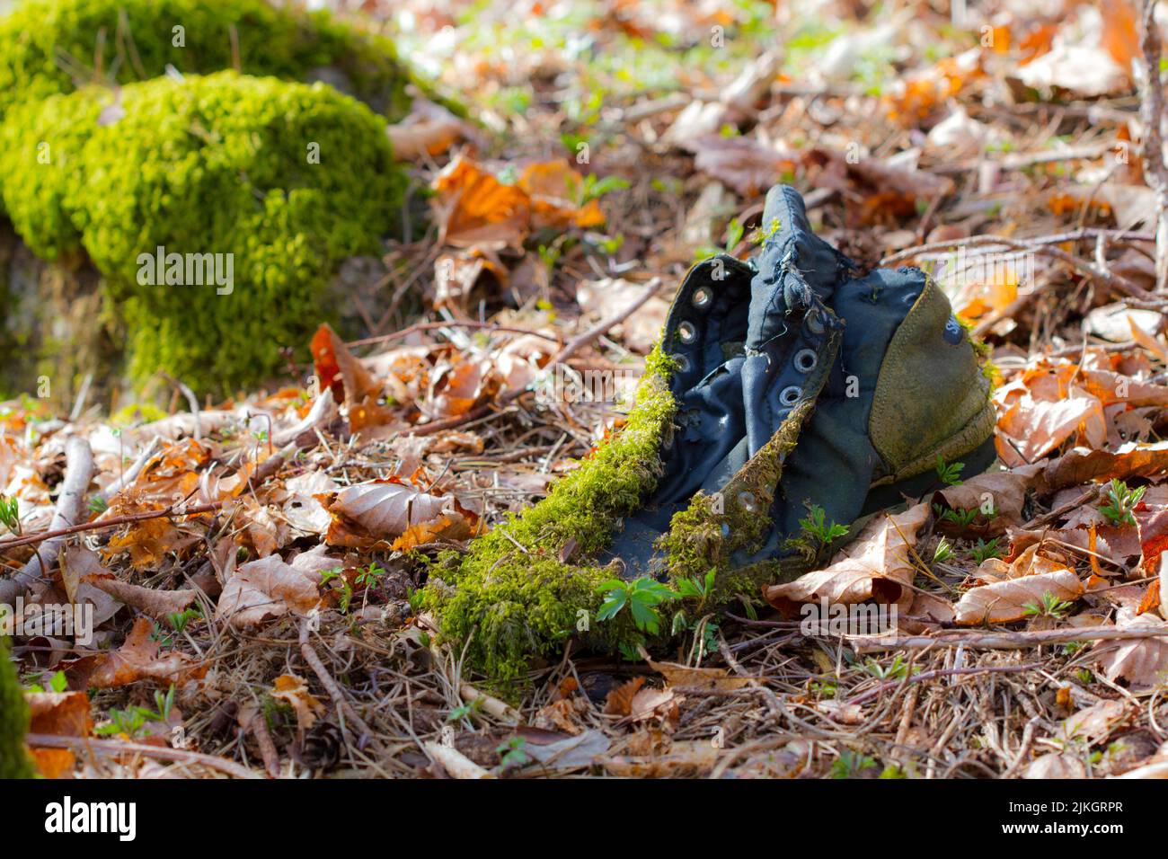 An old mossy boot in a forest at daytime Stock Photo - Alamy