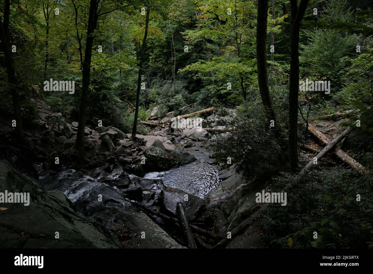 A beautiful landscape of a stream of water in a dense forest Stock ...