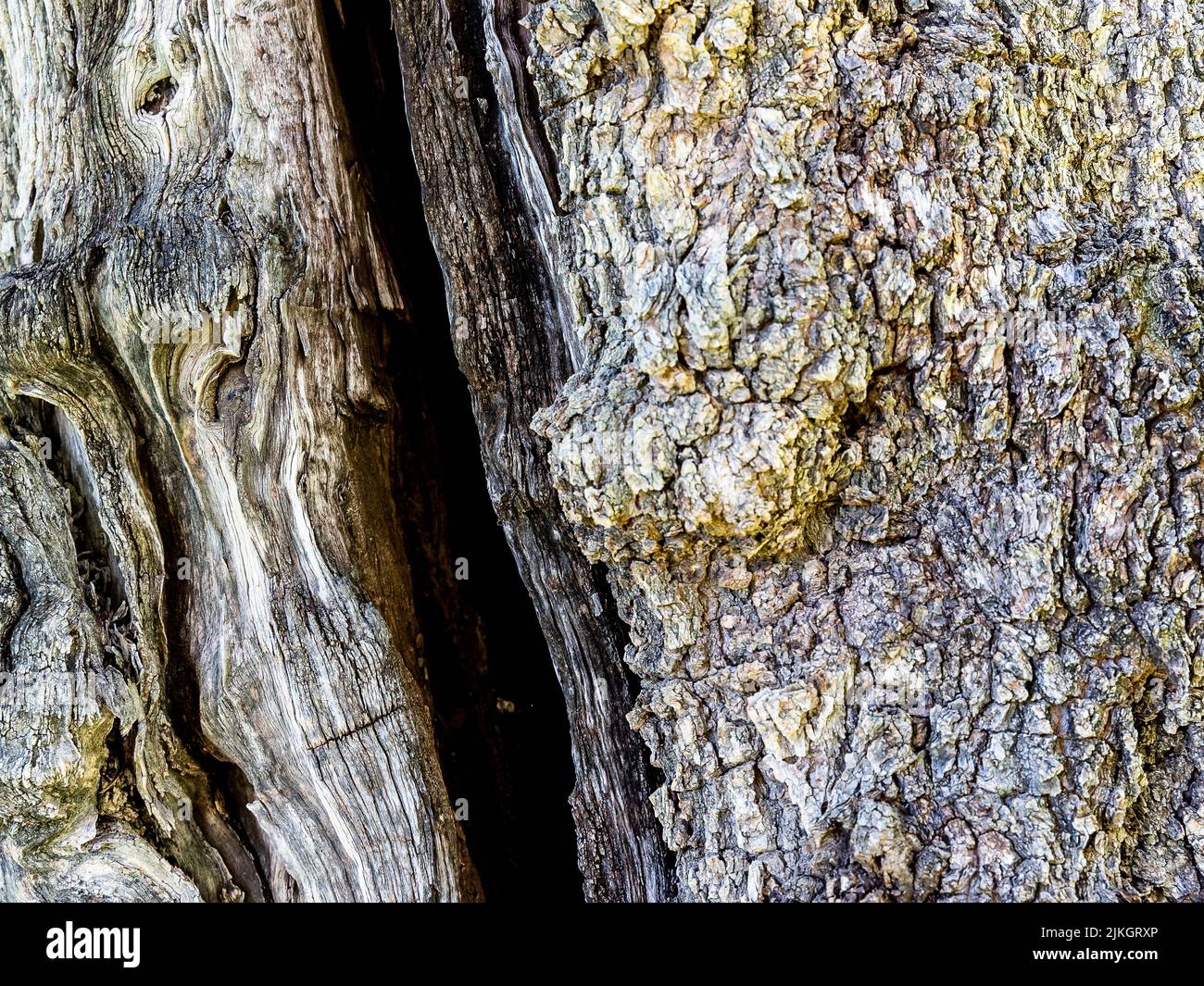 Tree bark texture wallpaper in hi-res stock photography and images - Alamy