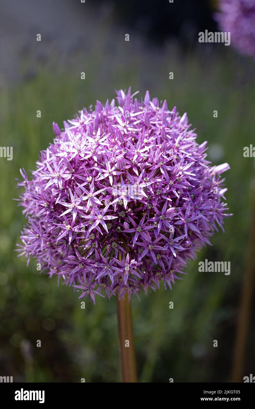 Dried allium heads hi-res stock photography and images - Alamy