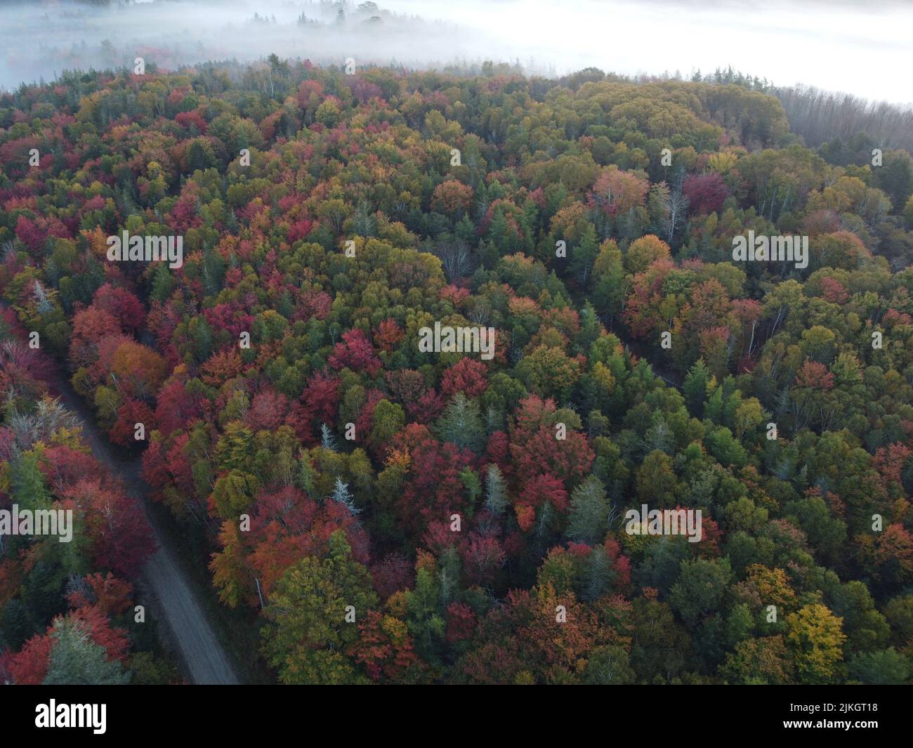 An aerial view of the forest in autumn Stock Photo - Alamy