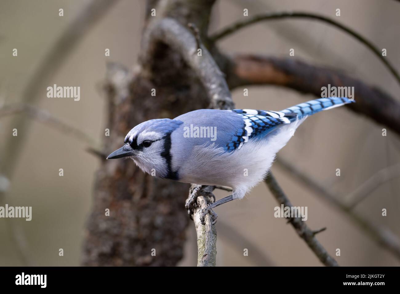 A closeup shot of a white-breasted nuthatch standing upside down on a ...