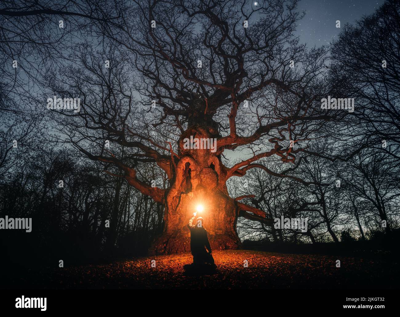The man holding bright light illuminating the majestic oak tree in the ...