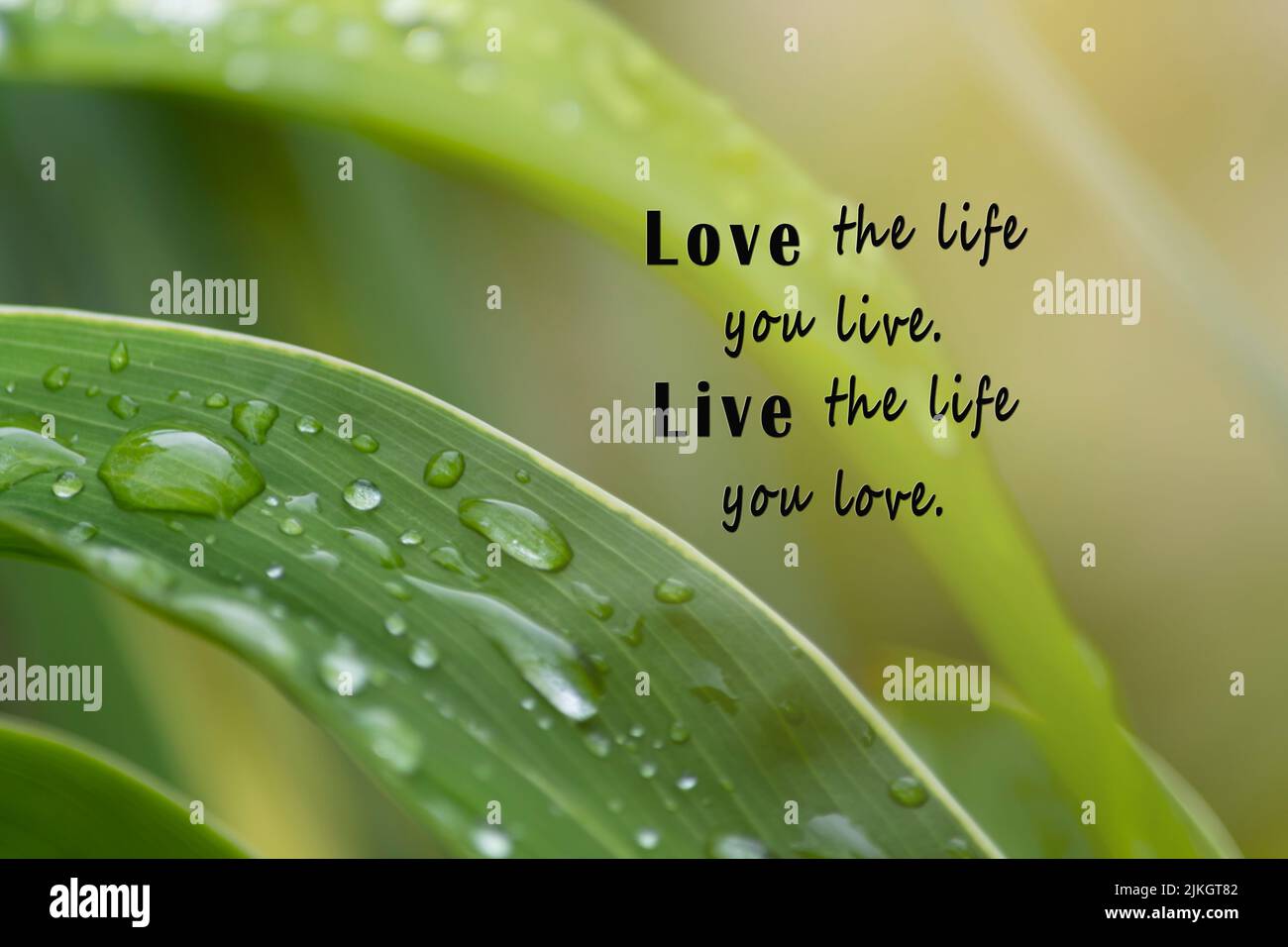 Motivational quote with fresh nature and blurred green leaf background - Love the life you live ...