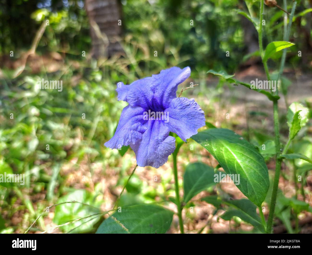 A closeup of a beautiful purple minnieroot (Ruellia tuberosa) flower in ...