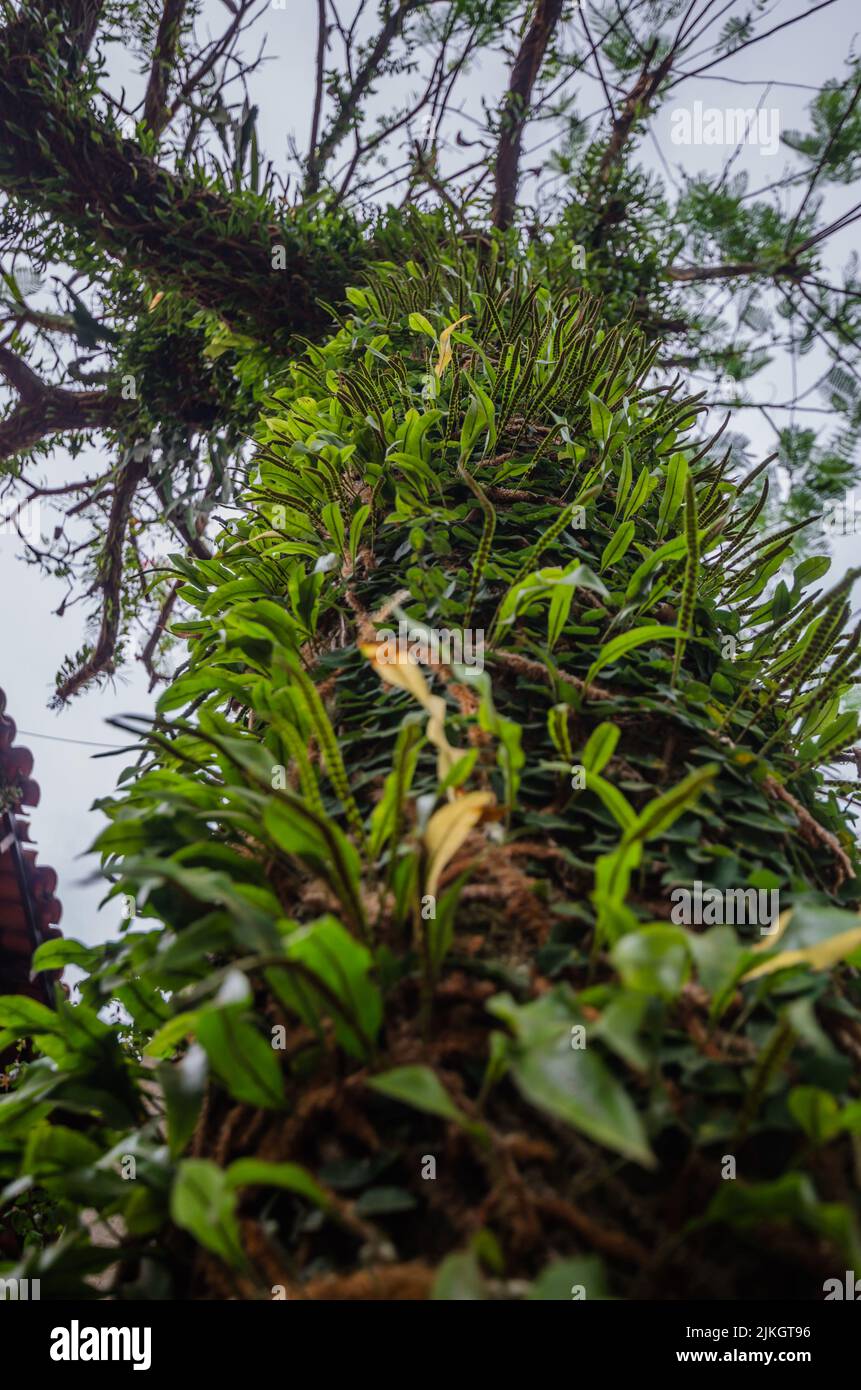 A low angle of a leather-leaf fern (Pyrrosia eleagnifolia) plant Stock ...