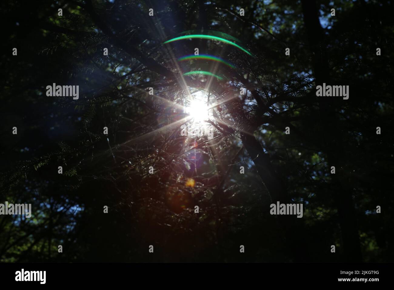 A low angle view of a beautiful forest on a sunny day Stock Photo - Alamy