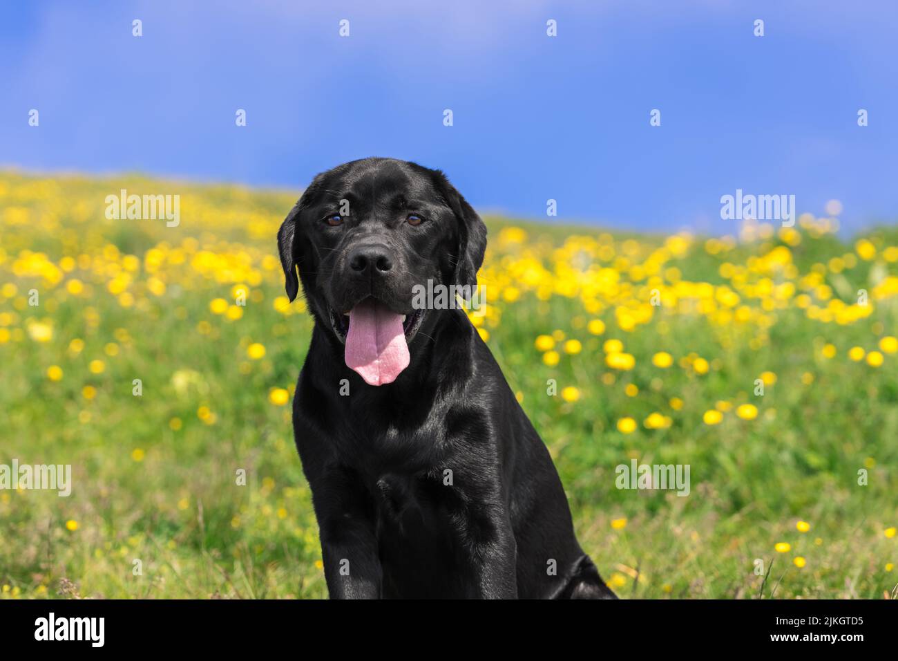 Portrait in full face of a young beautiful black labrador against the ...
