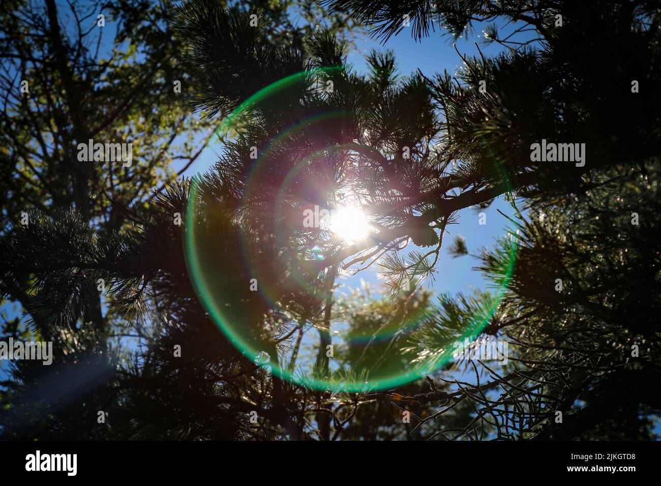 A low angle view of a beautiful forest on a sunny day Stock Photo - Alamy