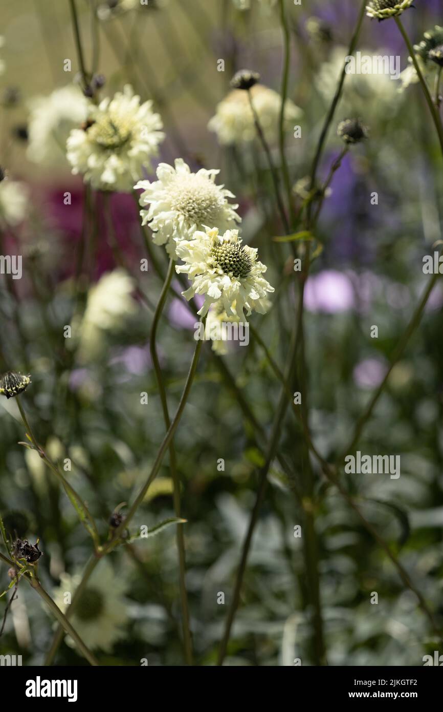 English plantings hi-res stock photography and images - Alamy