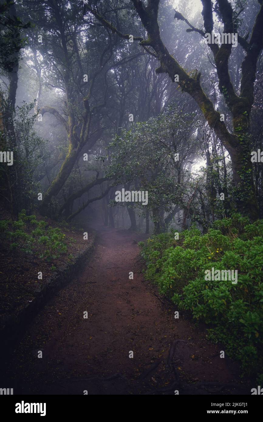 A vertical shot of a forest path between green plants and trees with ...