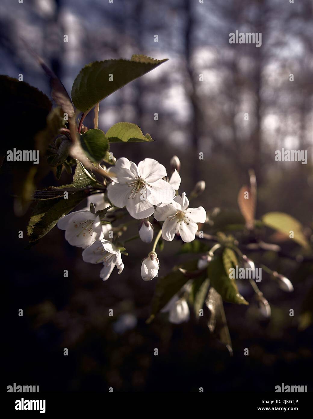 A vertical closeup of Prunus avium, wild cherry flowers against the ...