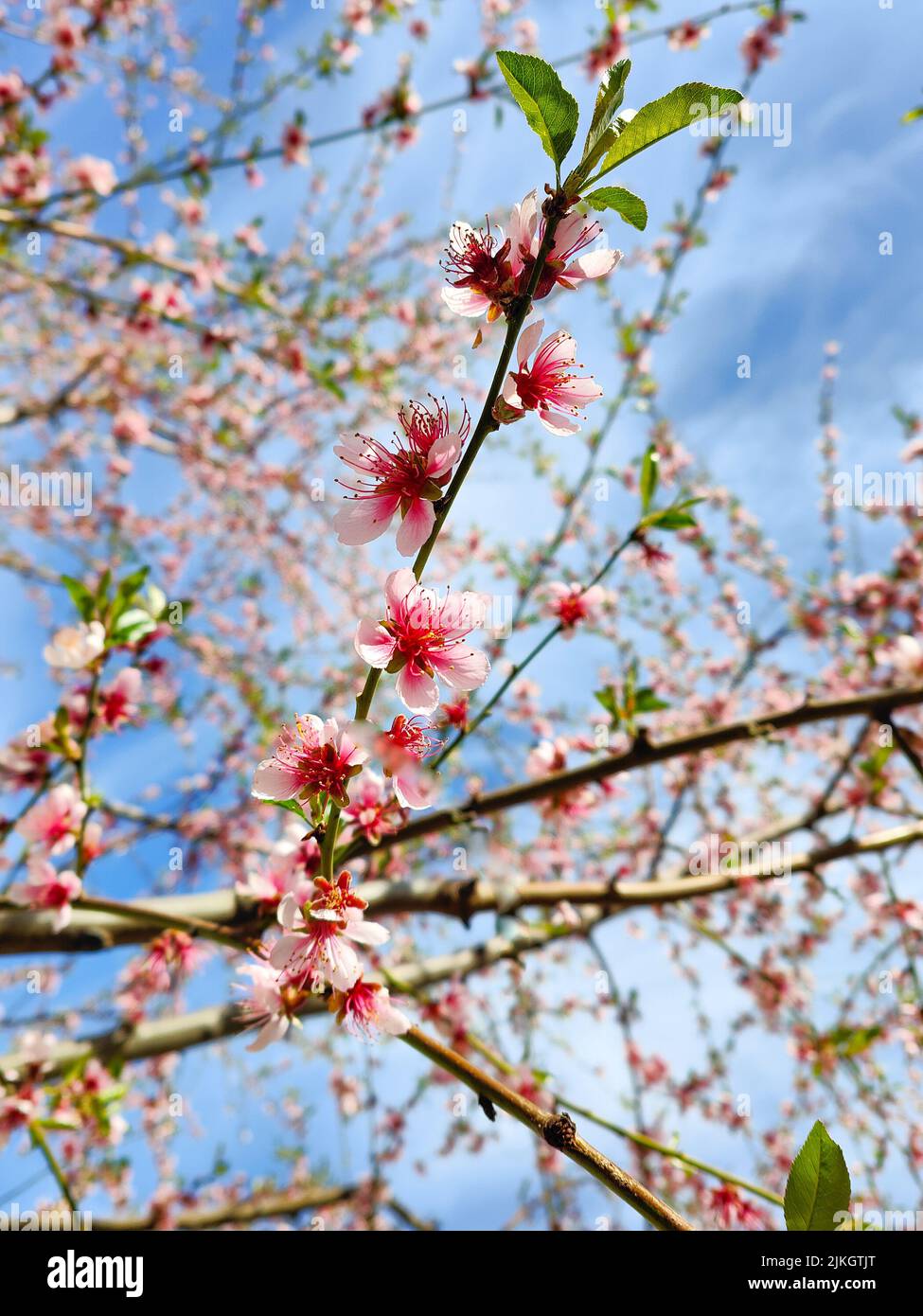 Botany rosaceae peach prunus persica hi-res stock photography and ...