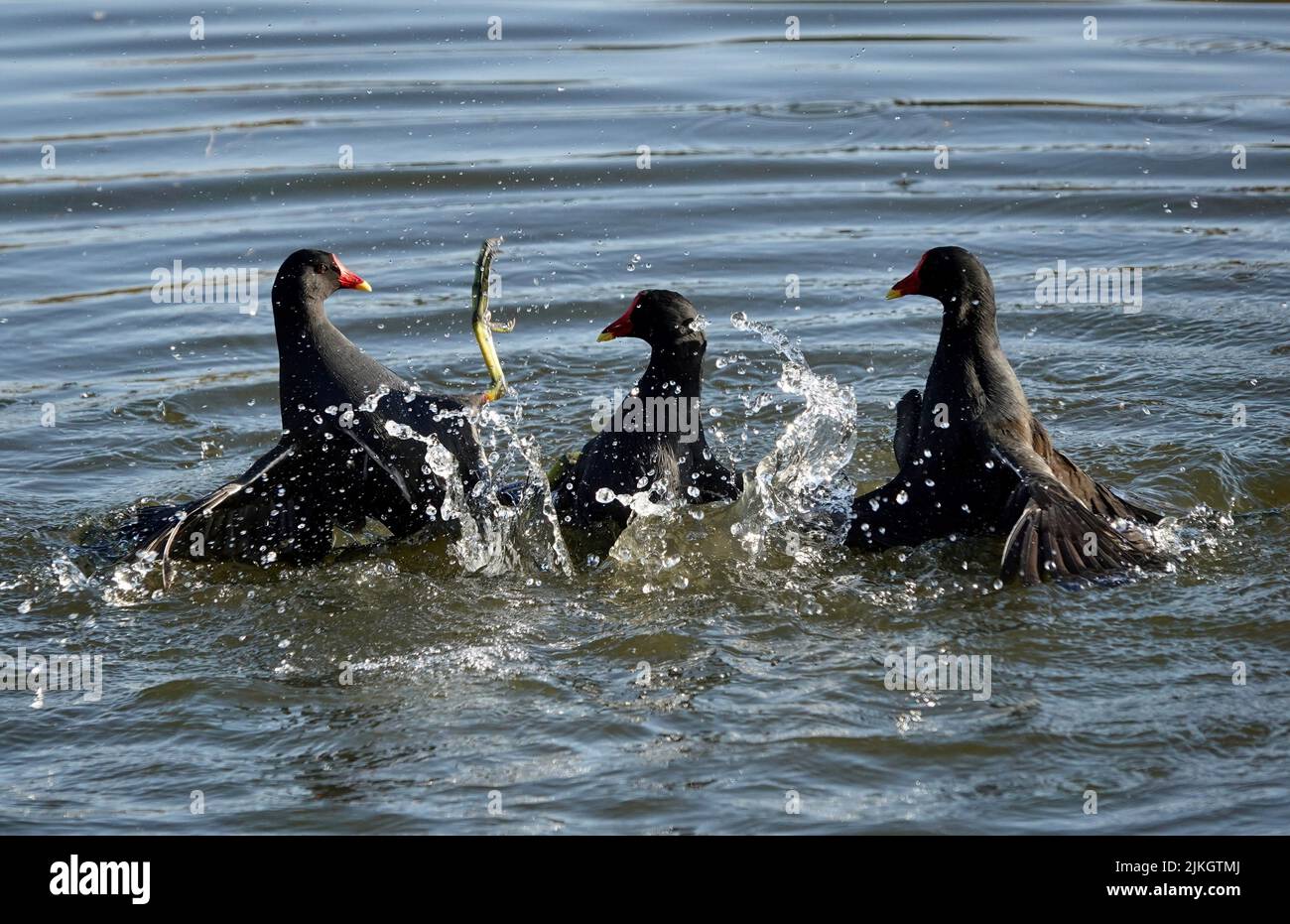The three Common moorhens fighting in the lake in Essex, UK Stock Photo ...