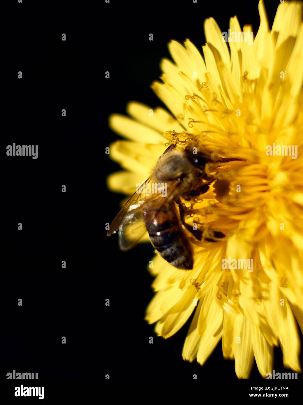A vertical closeup of the honey bee on the dandelion flower against the ...
