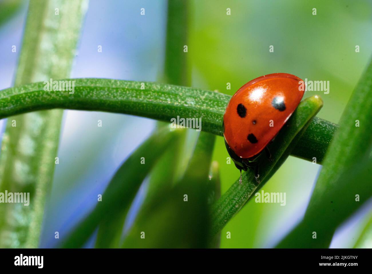 Ladybug grass hi-res stock photography and images - Alamy