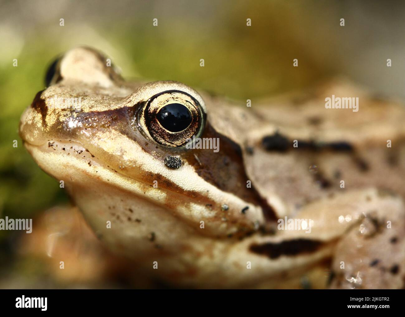 A beautiful European common frog "rana temporaria" with golden eyes on ...