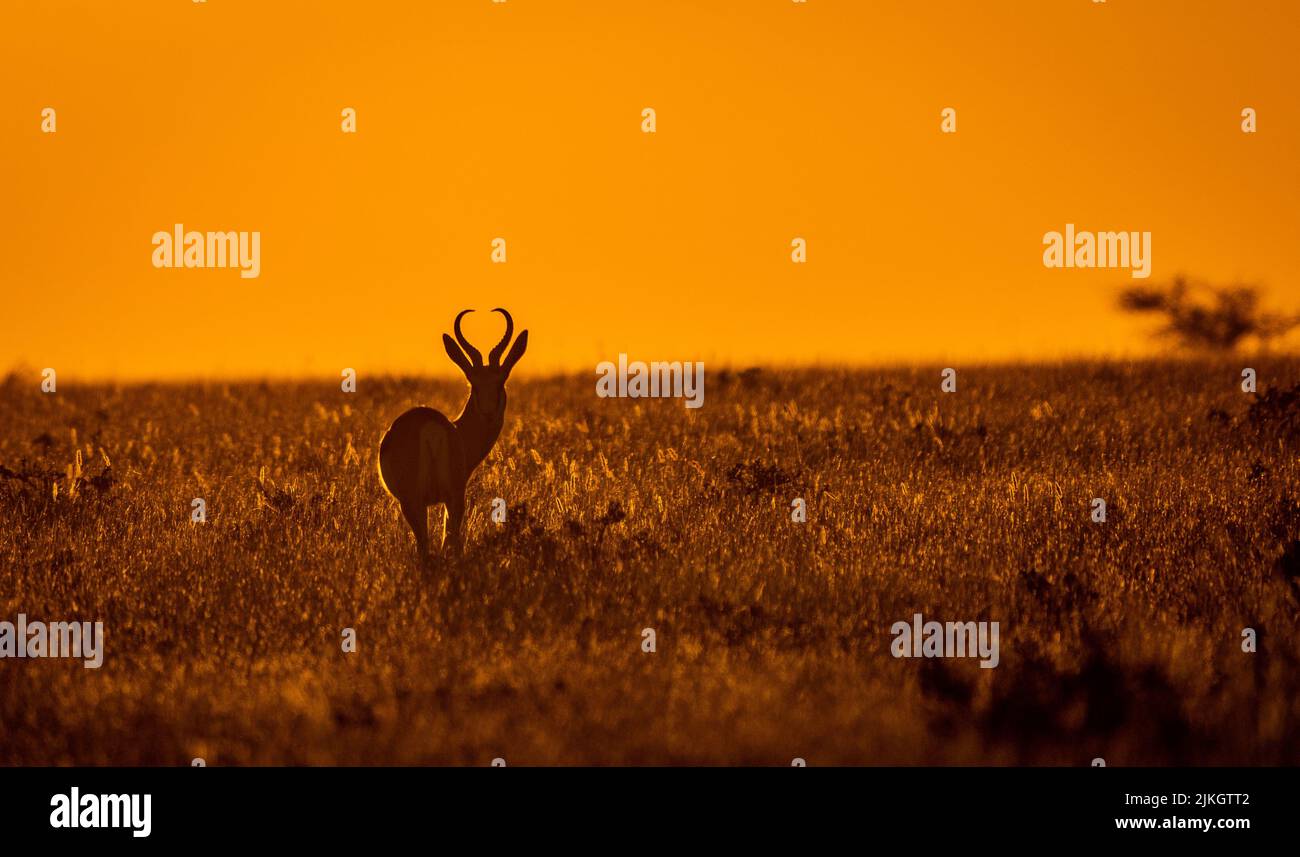 A silhouette of a springbok (Antidorcas marsupialis) in savanna at ...
