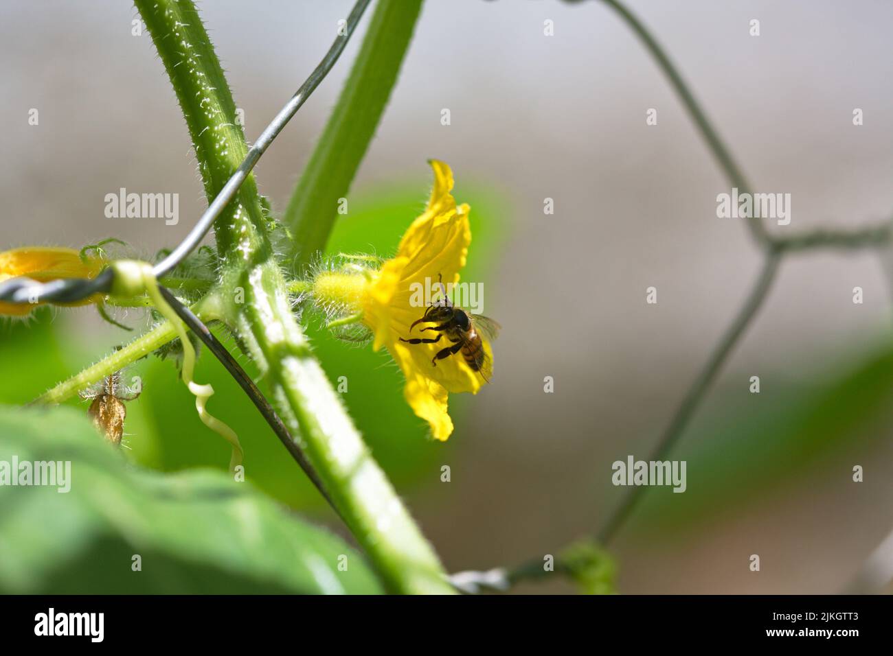 A selective focus shot of a bee pollinating in yellow cucumber flower ...