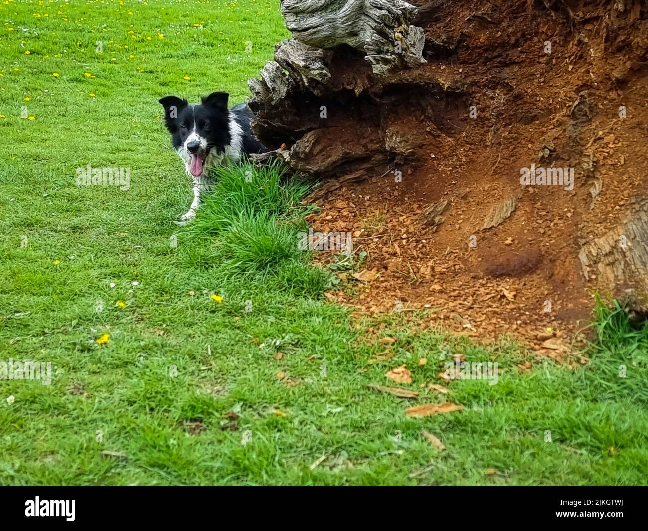 A closeup shot of a Border Collie walking in the garden Stock Photo - Alamy