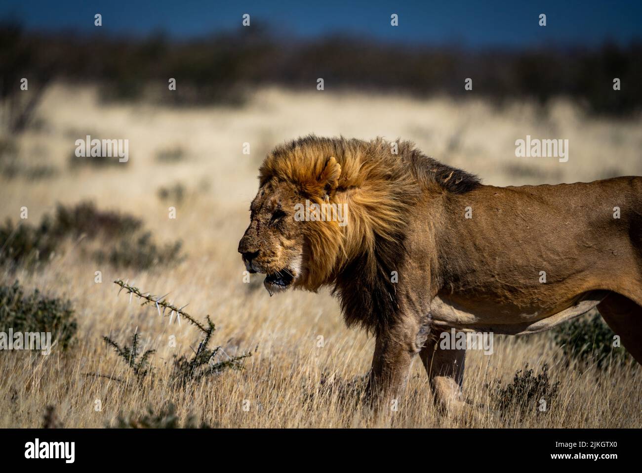 A closeup of a Masai lion or East African lion walking in a savanna in ...