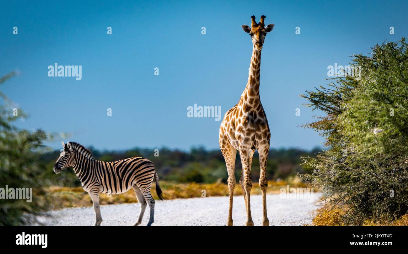 A stunning shot of a giraffe and a zebra standing next to each other in ...