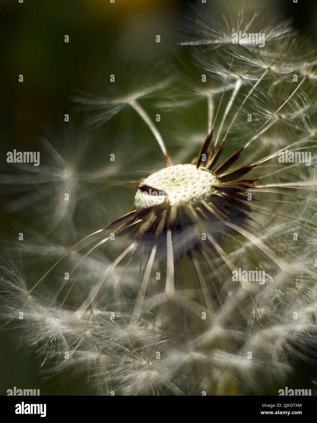 Seedhead seeds hi-res stock photography and images - Alamy
