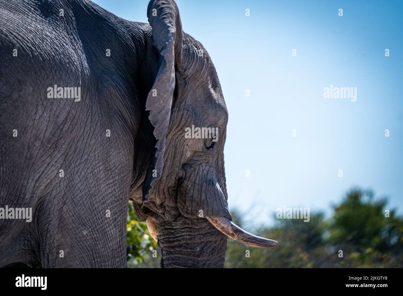 A side view of an African bush elephant in savanna, Namibia Stock Photo ...