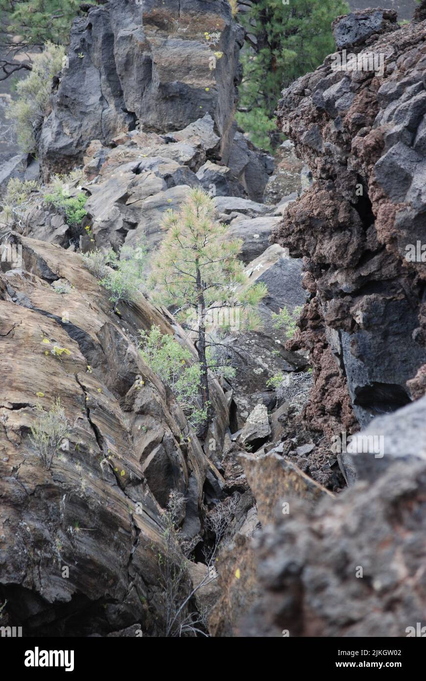 Conifer tree on rocks hi-res stock photography and images - Alamy