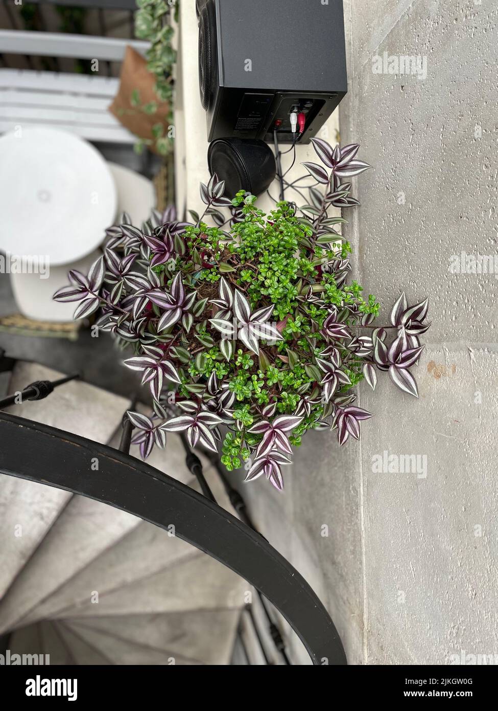 A vertical top view of a Zebrina Pendula plant as an indoor plant Stock ...