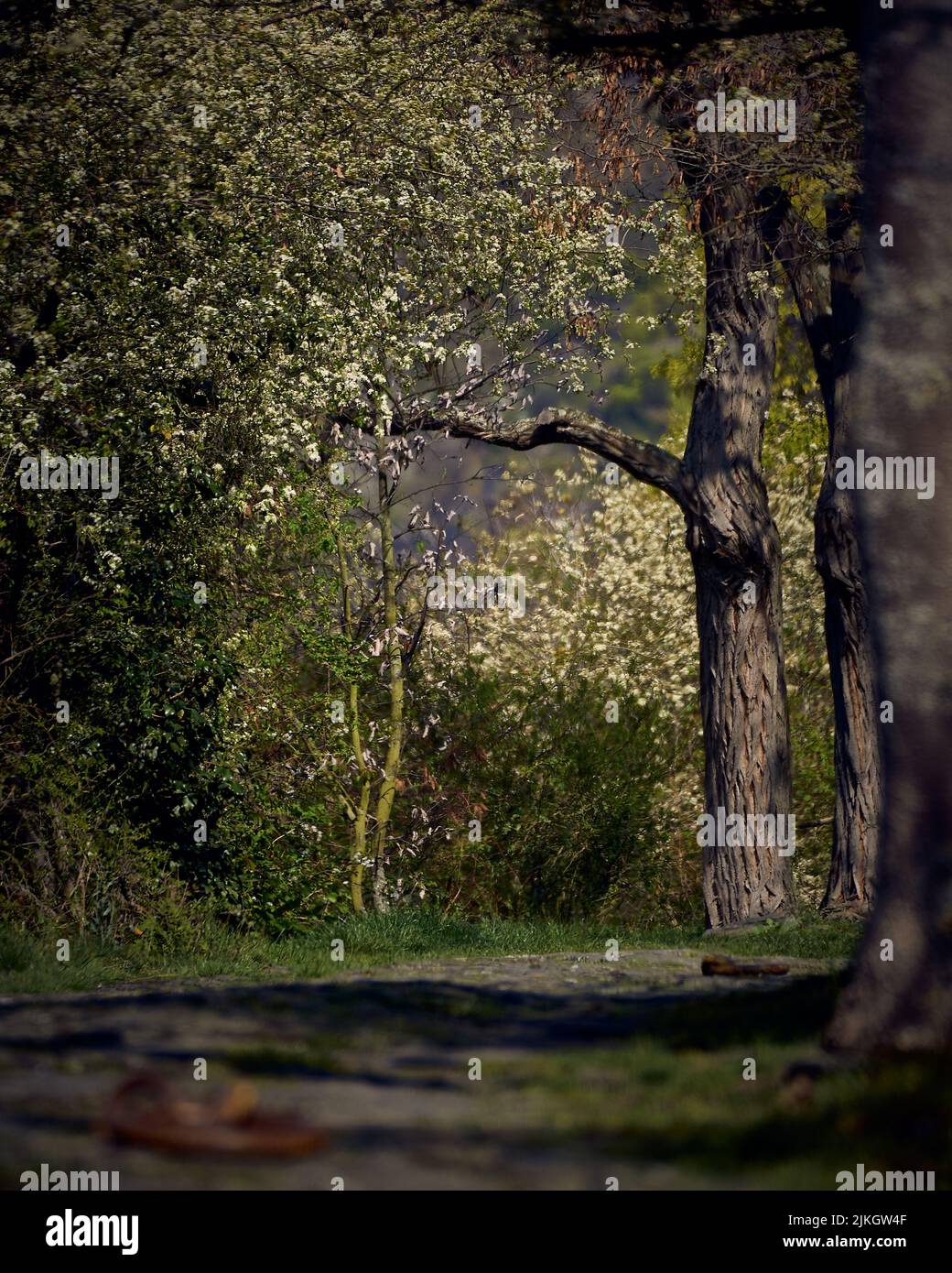 A vertical shot of trees in the park against the bushes with white ...