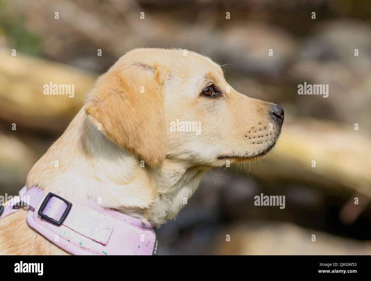 A portrait of an adorable Labrador Retriever wearing a pink collar ...