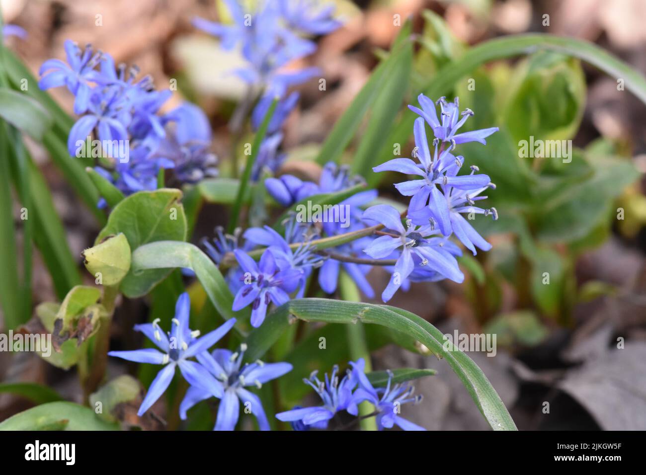 Blue snowdrop hi-res stock photography and images - Alamy