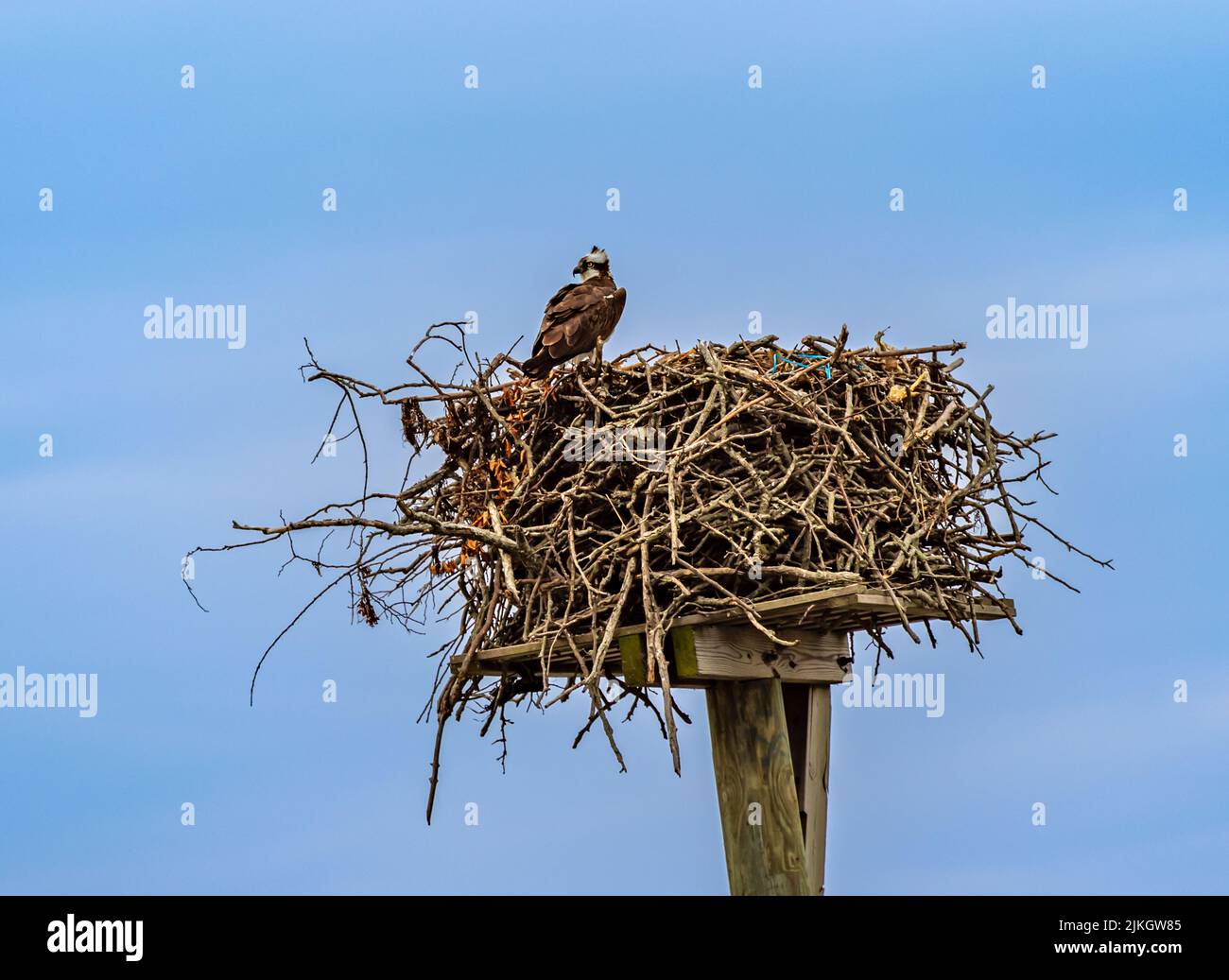 Osprey standing at the edge of the nest Stock Photo - Alamy