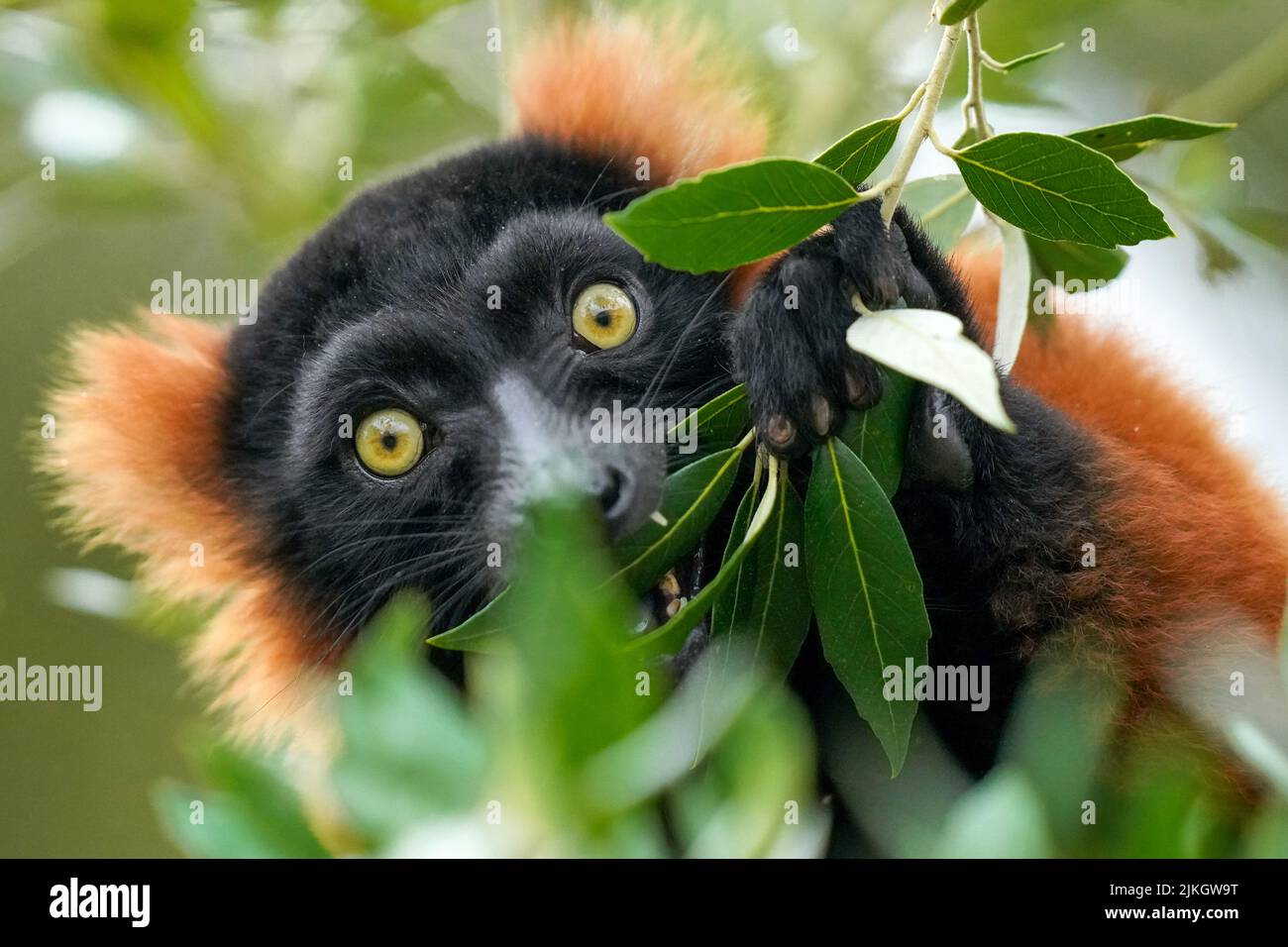 A selective focus of a Red ruffed lemur eating leaves in the wild Stock ...