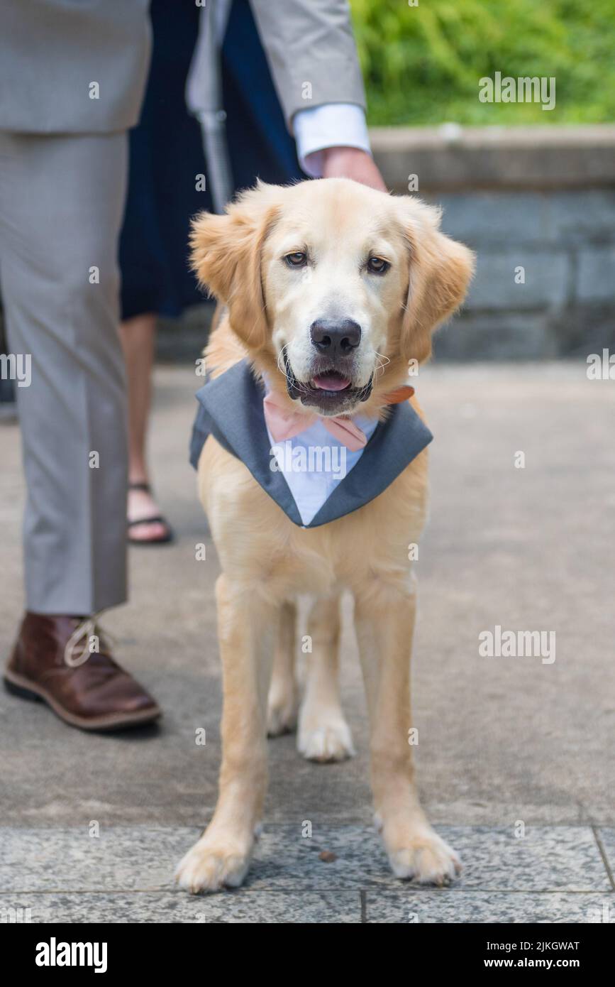 Golden Retriever Ring Bearer