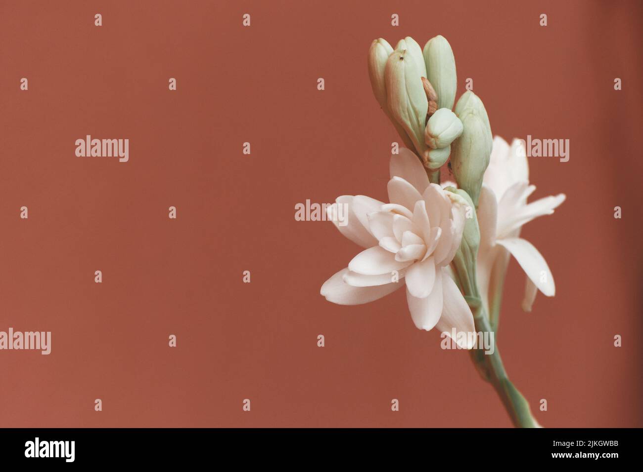 Tuberose flower hi-res stock photography and images - Alamy