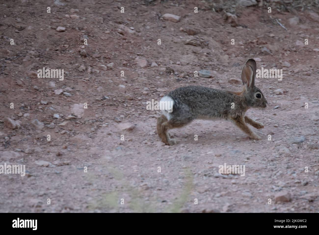 A beautiful gray rabbit running on the ground Stock Photo - Alamy