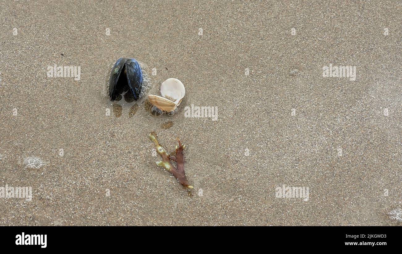 A top view of open shells on the beach Stock Photo - Alamy