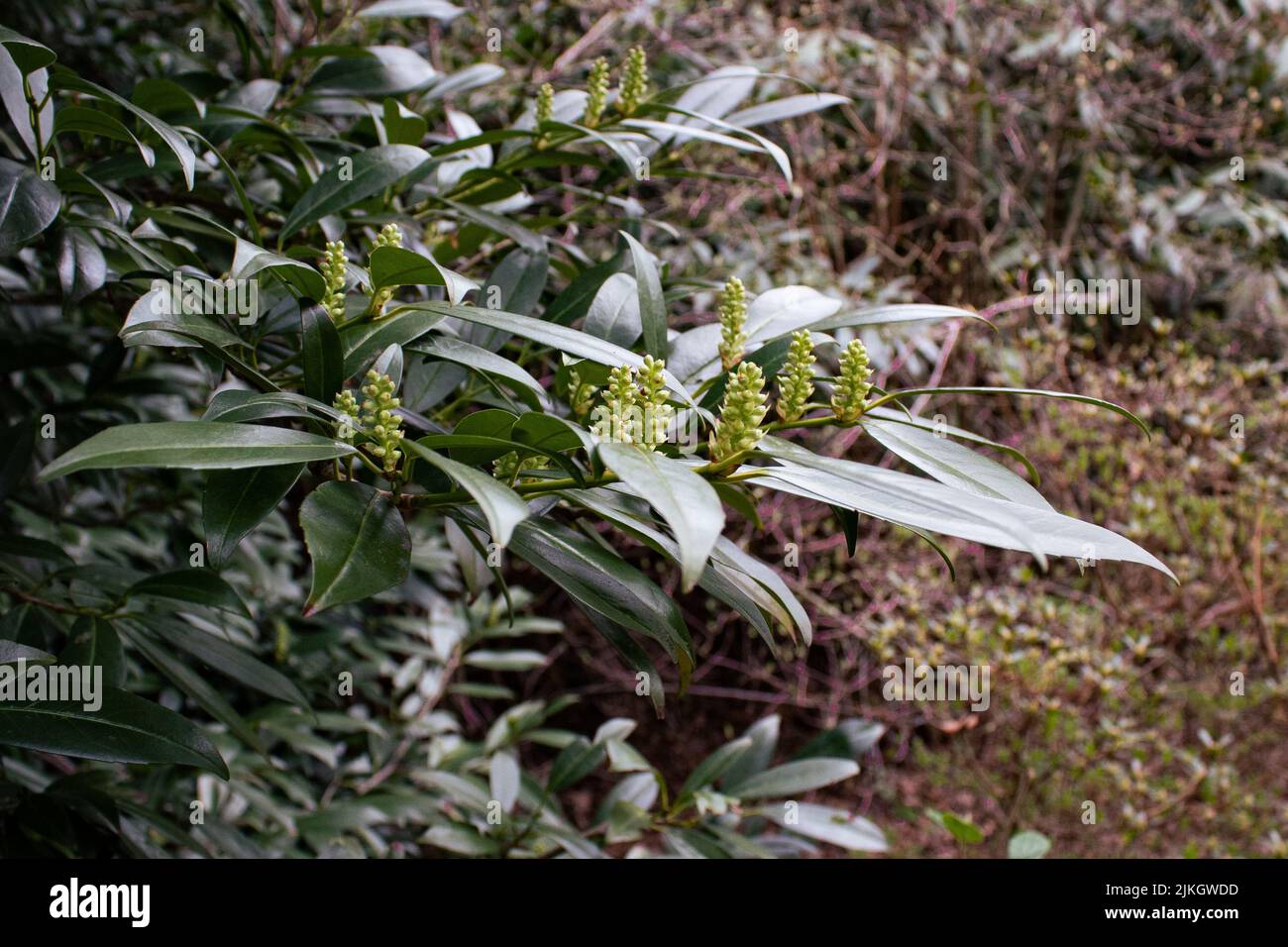 The blossoming flowers of the cherry laurel plant in the wild Stock ...
