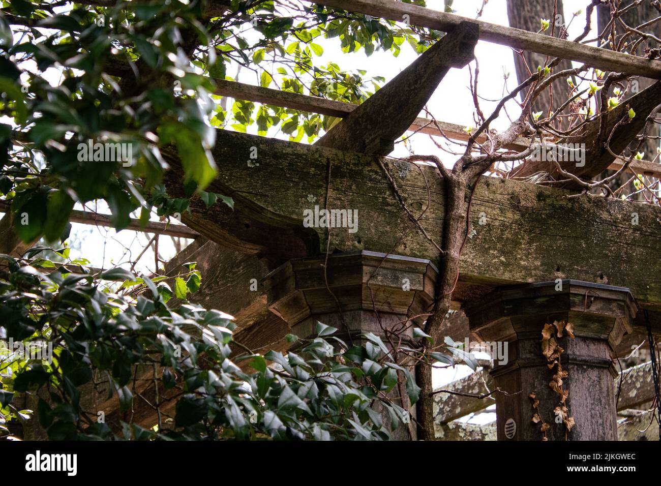The vines slowly growing on an old weathered wooden structure covered ...